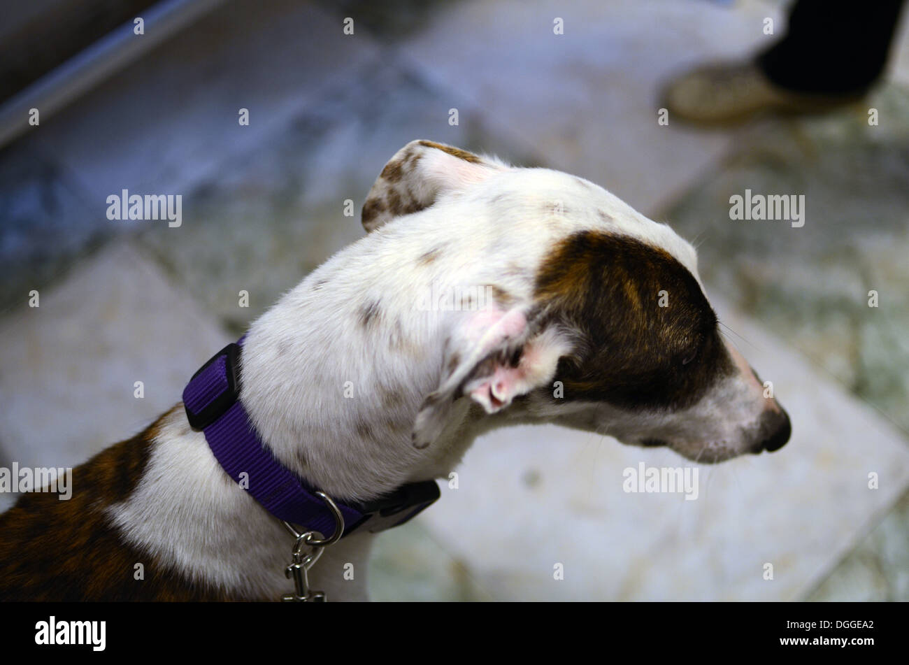 Abandoned greyhounds waiting for a new owner at a crowded dog shelter ...