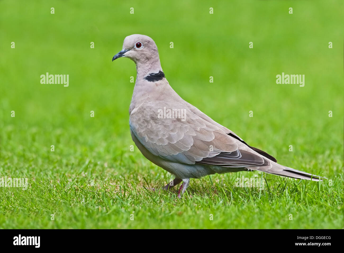 Collared Dove standing on grass looking left Stock Photo - Alamy