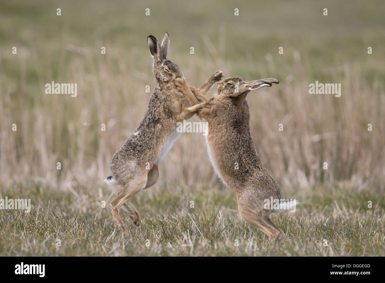 European Hare (Lepus europaeus) adult pair, 'boxing', female fighting ...