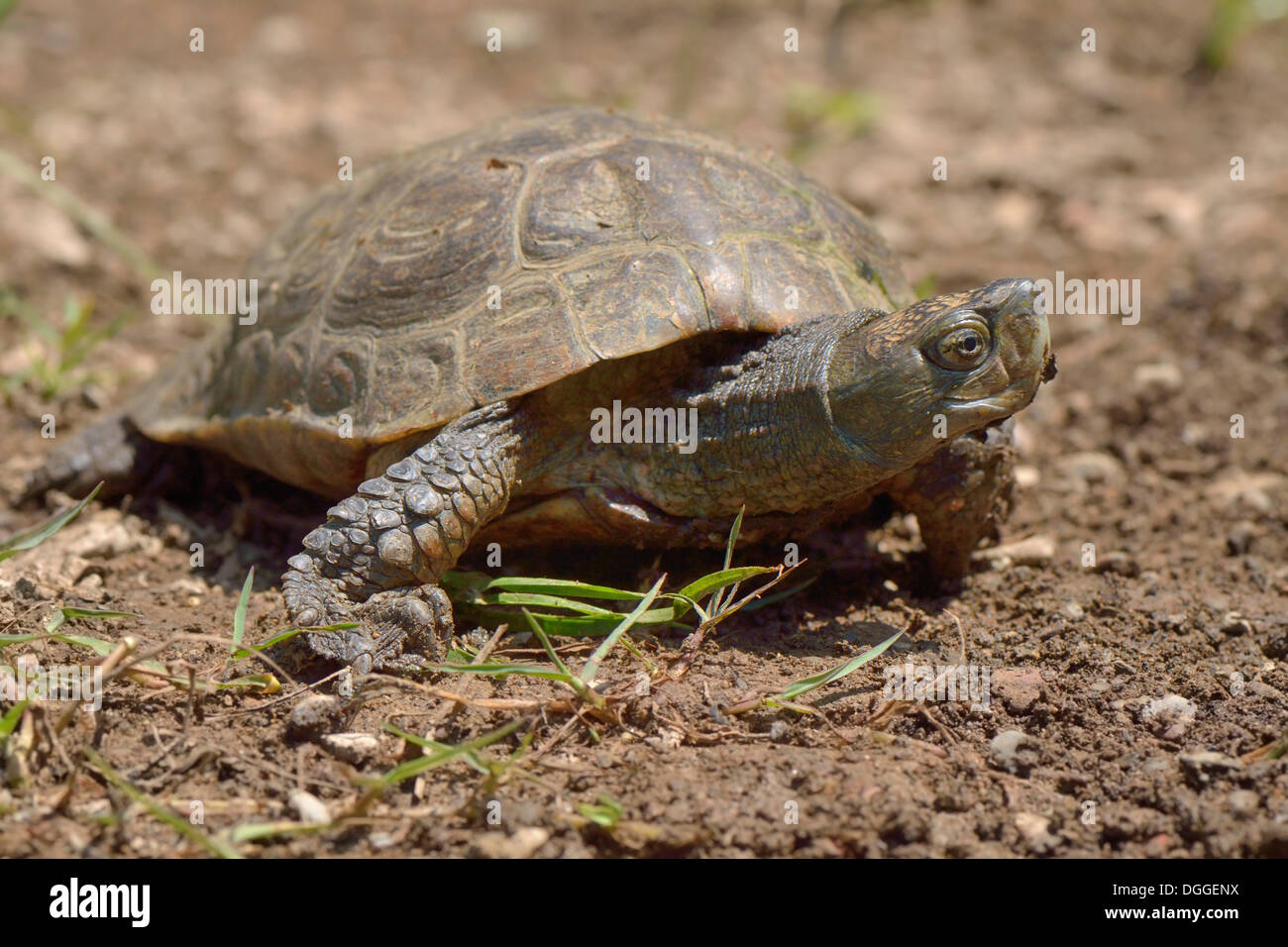 Spanish pond turtle or Mediterranean Turtle (Mauremys leprosa), mature ...