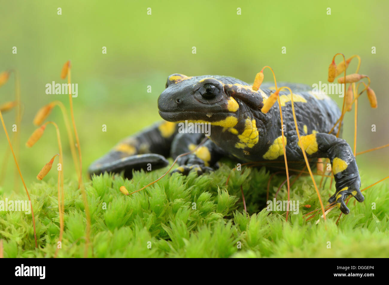 Salamandra salamandra salamandrid single animal true salamanders true ...