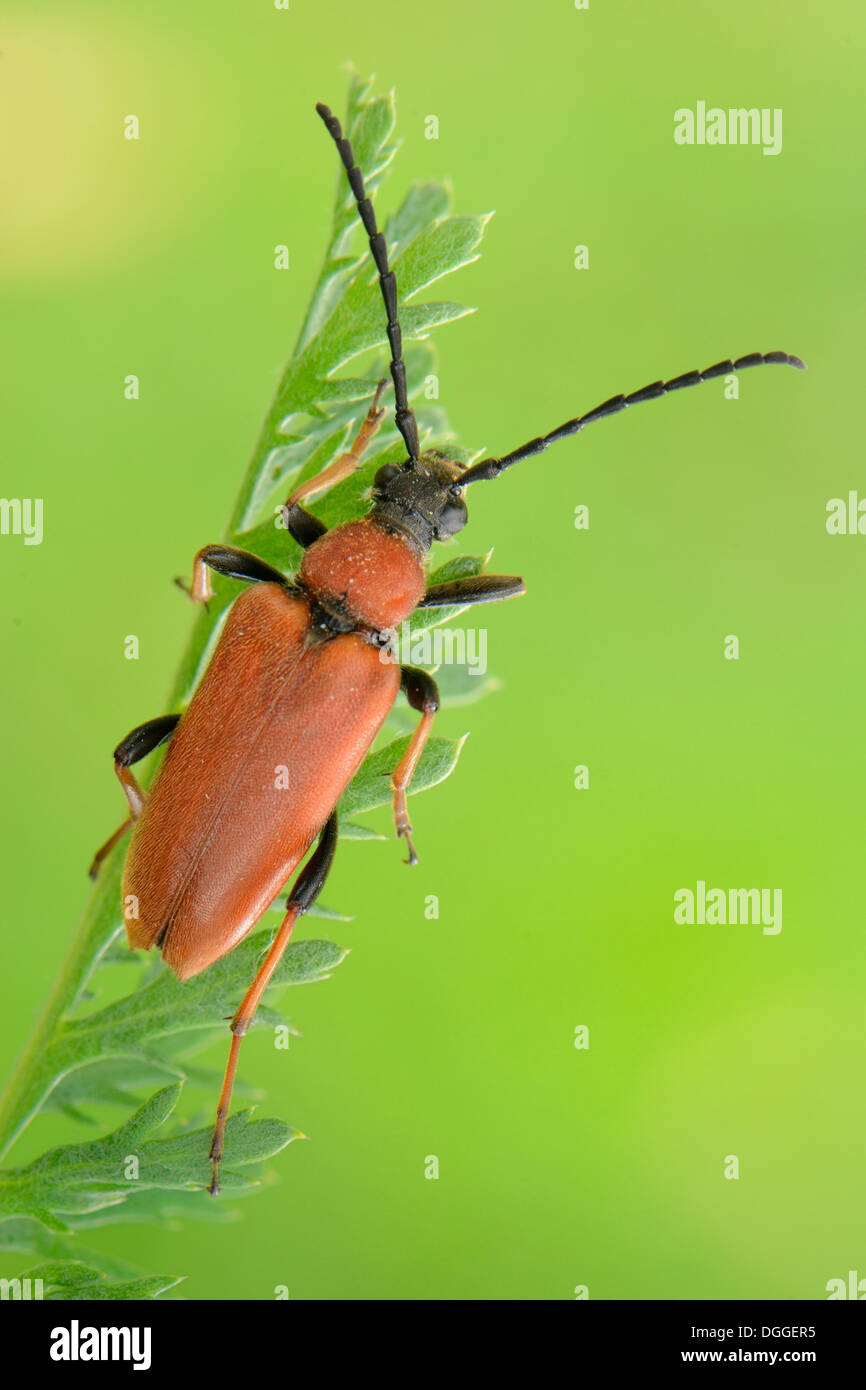 Female beetles hi-res stock photography and images - Alamy