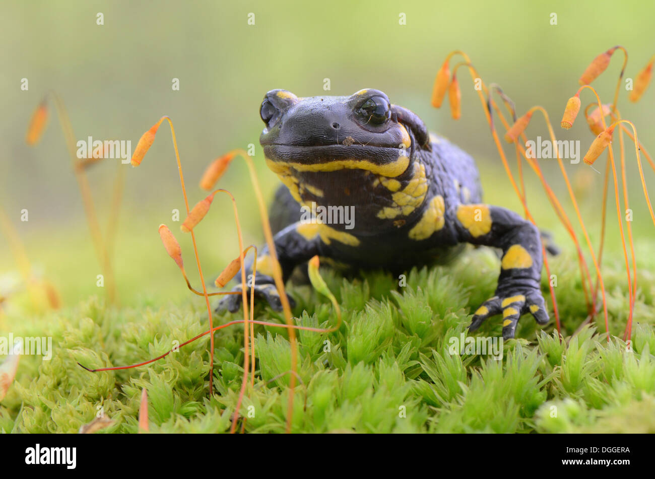 Salamandridae salamandrid single animal true salamanders true ...