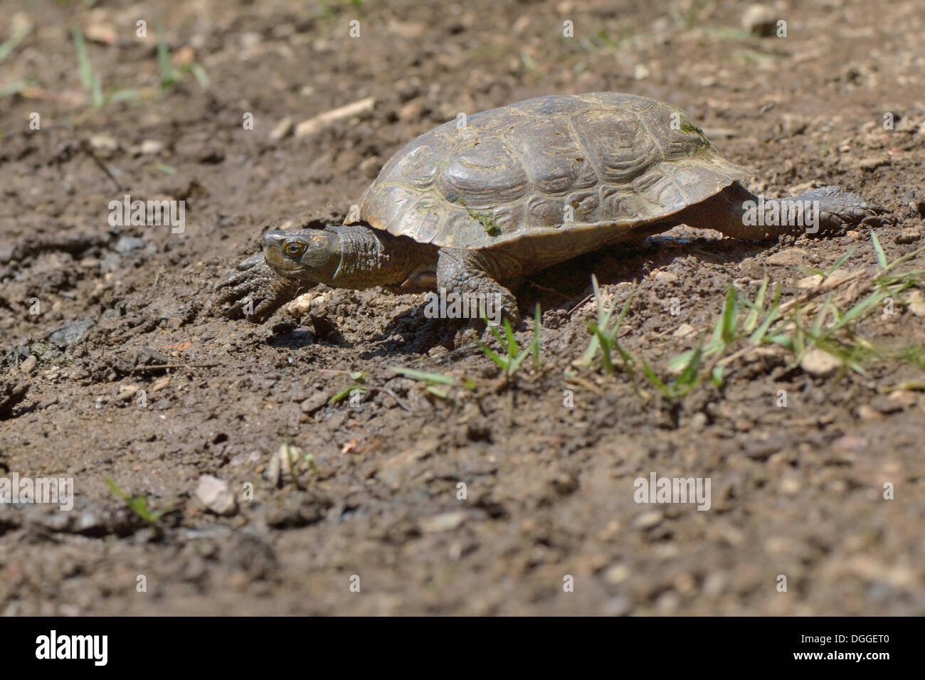 Spanish pond turtle (Mauremys leprosa), adult, Algarve, Portugal Stock ...