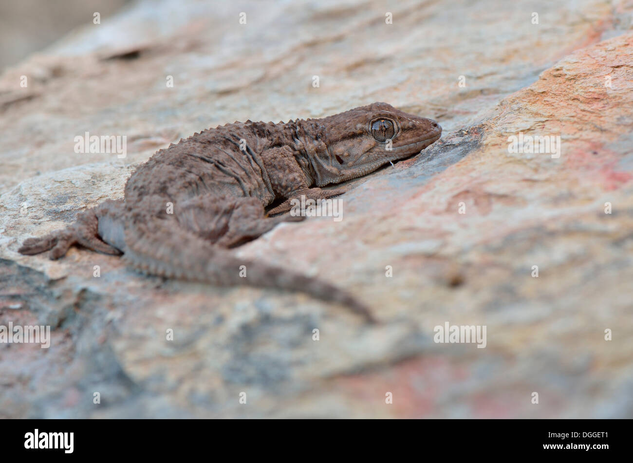 Moorish Wall Gecko (Tarentola mauritanica), adult on rock, Algarve ...