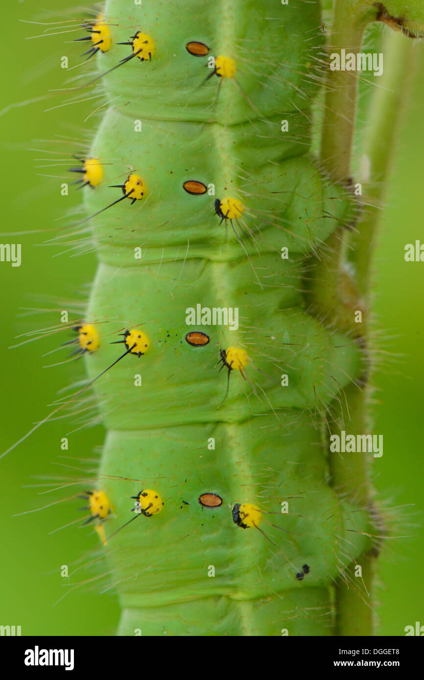 Southern Emperor Moth (Saturnia pavoniella), detail of a caterpillar ...