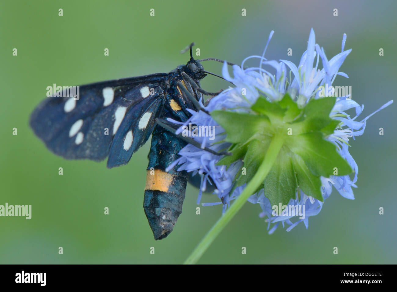 Nine-spotted Moth (Amata phegea), Valle Verzasca, Kanton Tessin ...