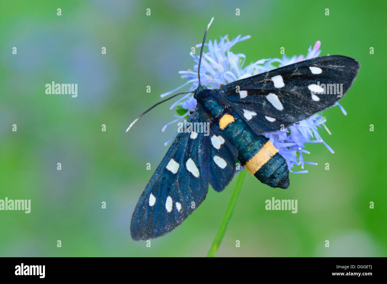 Nine spotted moth on flower hi-res stock photography and images - Alamy