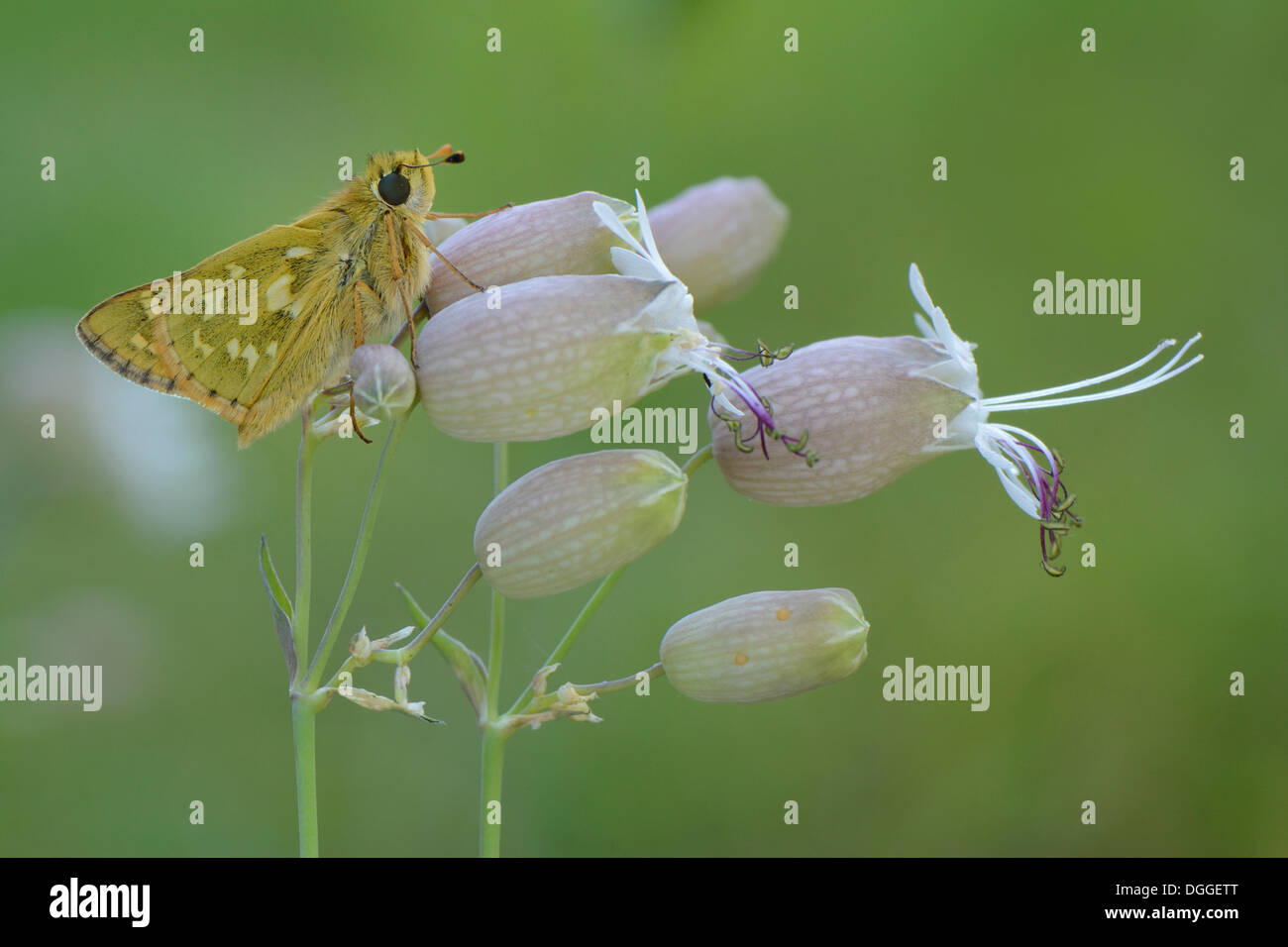 Silver-spotted Skipper, Common Branded Skipper or Holarctic Grass ...