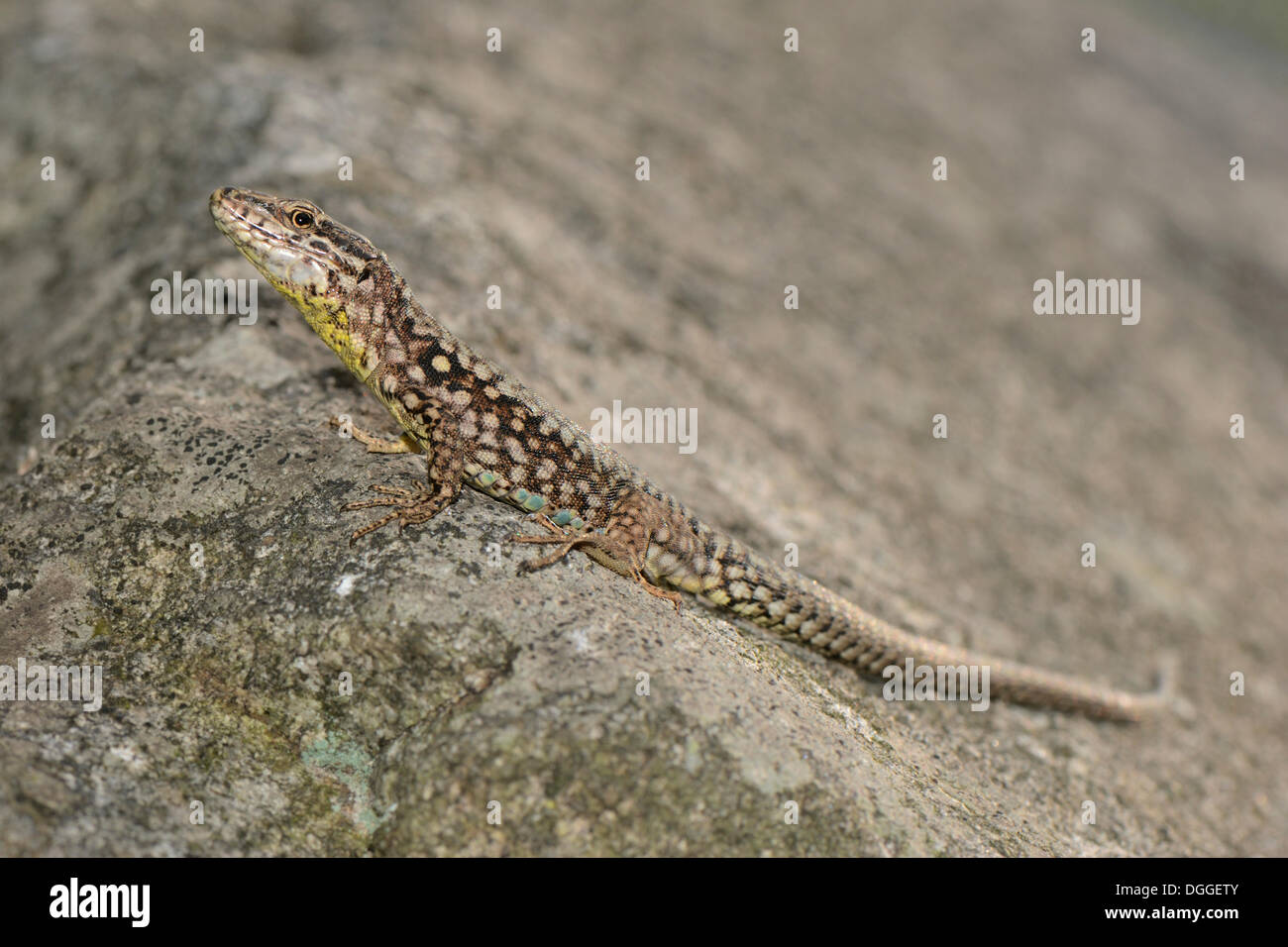 Ticino Wall Lizard (Podarcis muralis maculiventris), male basking on a ...
