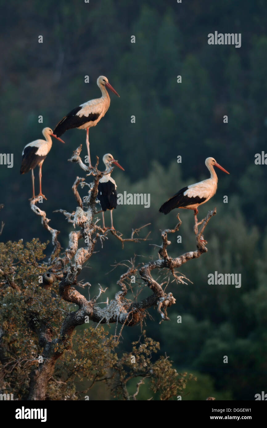 White storks algarve hi-res stock photography and images - Alamy