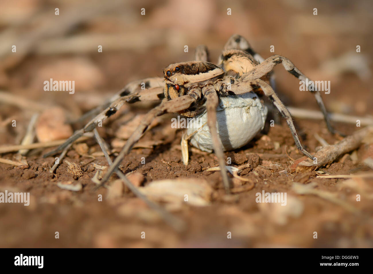 Tarentula egg hi-res stock photography and images - Alamy