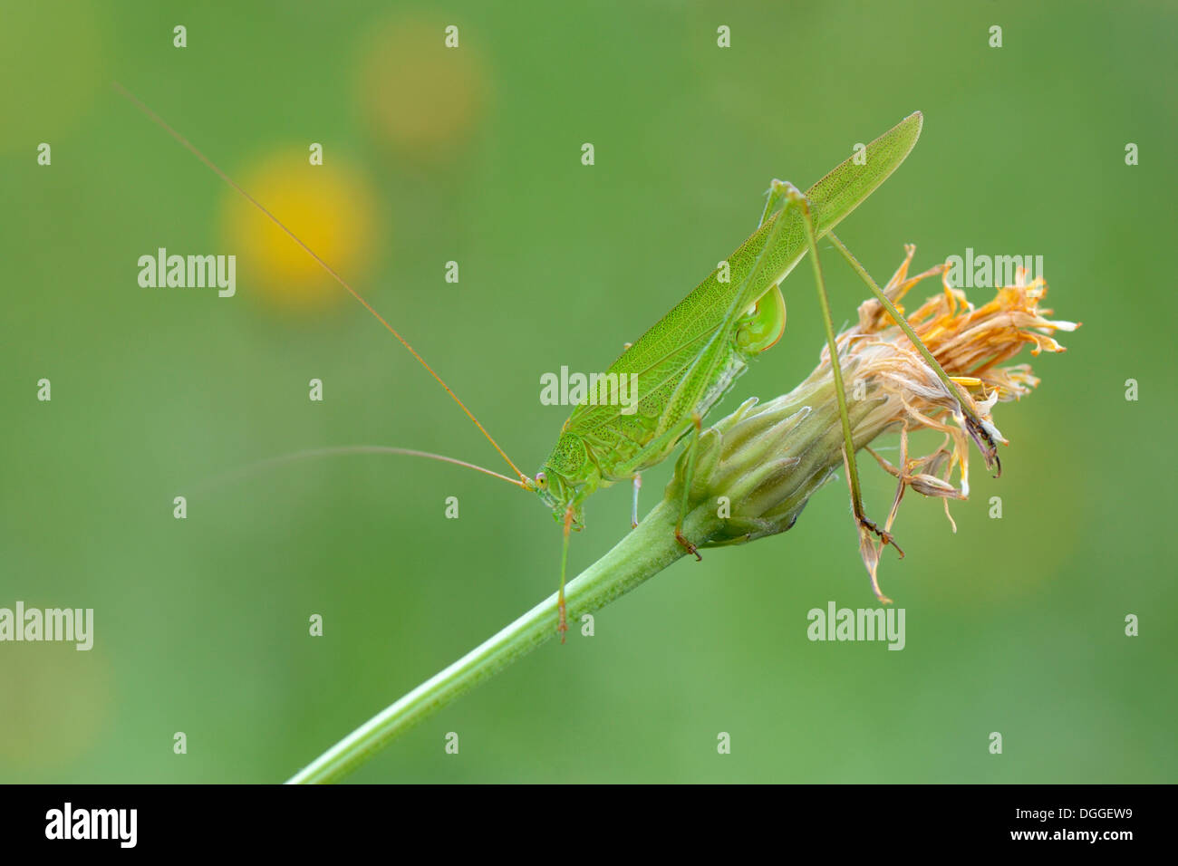 Arthropods arthropoda insects insecta grasshoppers hi-res stock ...