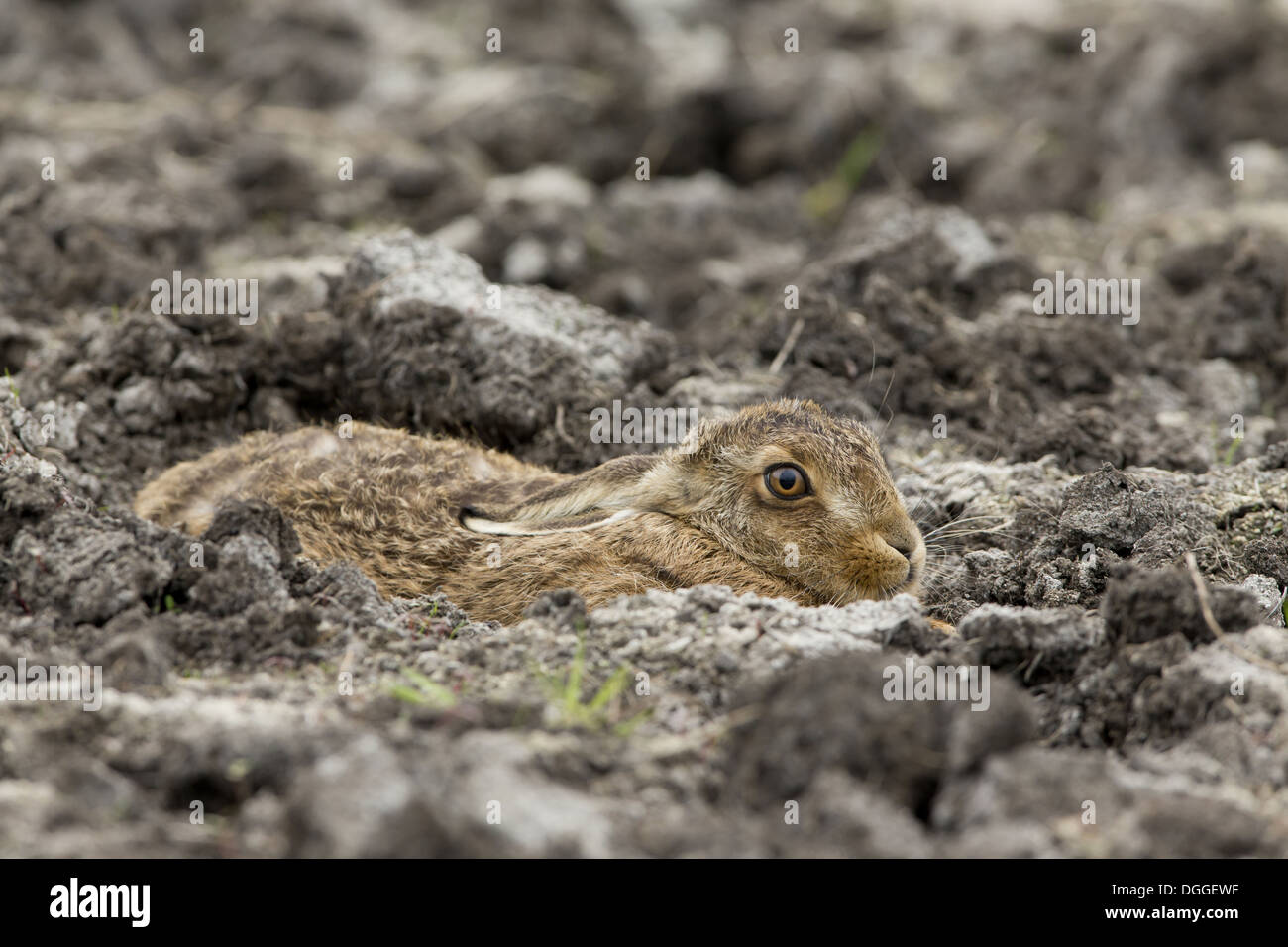 European Hare (Lepus europaeus) leveret, resting on bare ground ...