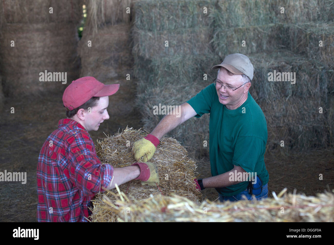 Mature farmer and son tying straw bale Stock Photo - Alamy