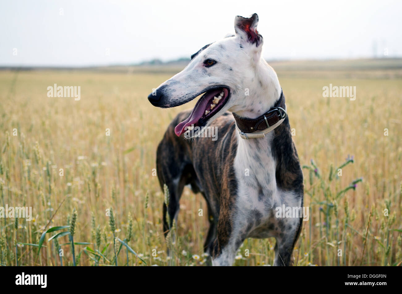 Beautiful Spanish greyhound in nature Stock Photo - Alamy