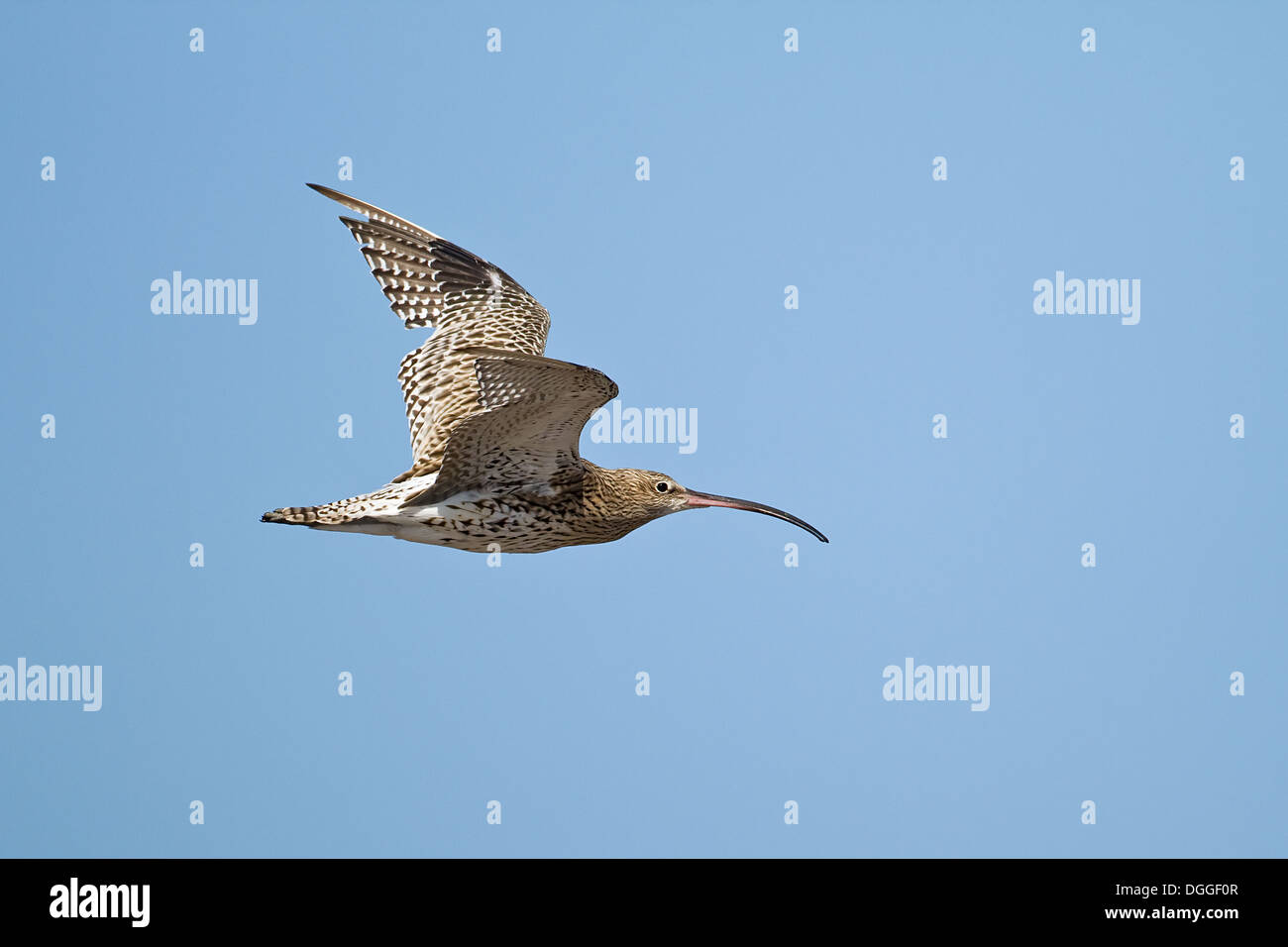 Curlew flying hi-res stock photography and images - Alamy
