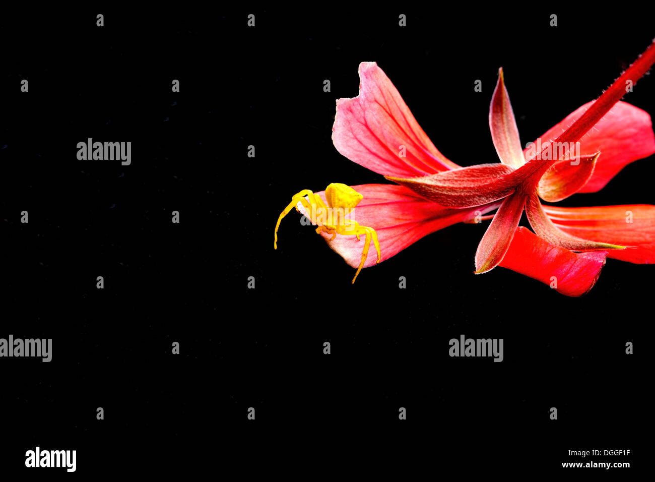 Red flower with yellow edge hi-res stock photography and images - Alamy