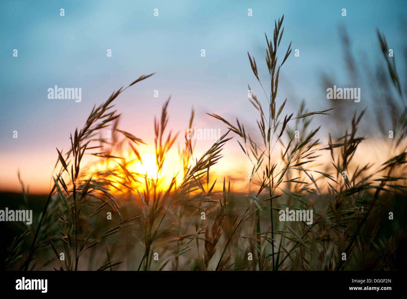 Wheat field at sunset hi-res stock photography and images - Alamy