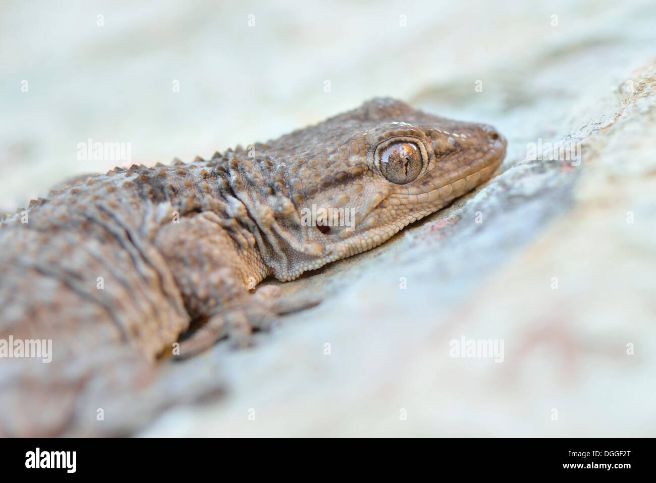 Moorish gecko portugal hi-res stock photography and images - Alamy