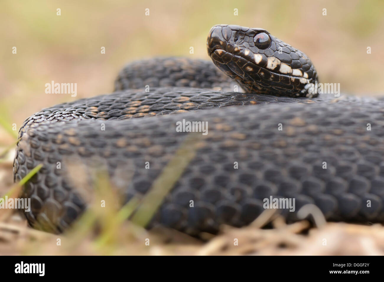 Common European Adder or Common European Viper (Vipera berus), male ...