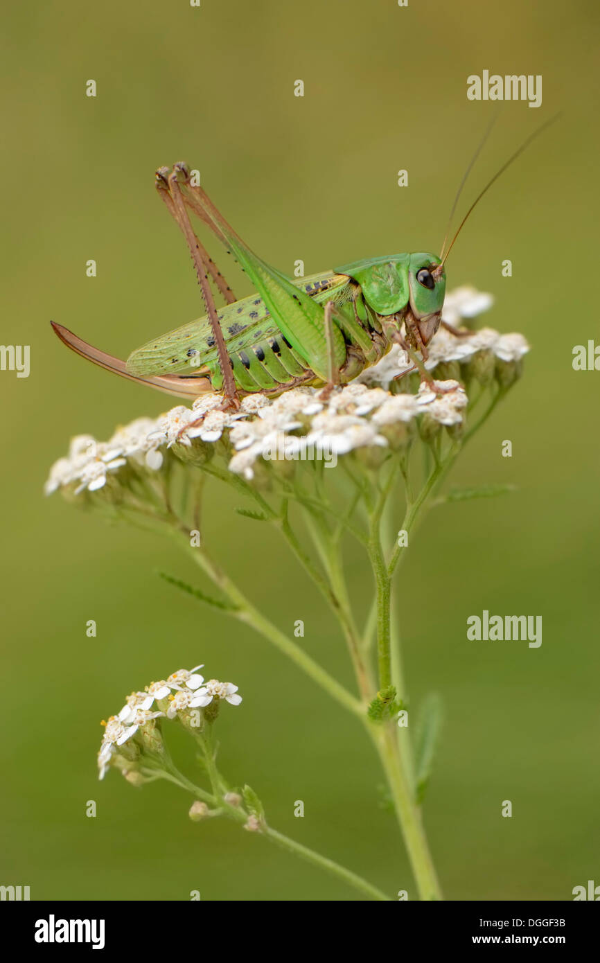 Wart-biter (Decticus verrucivorus), female sitting in the flower of an ...