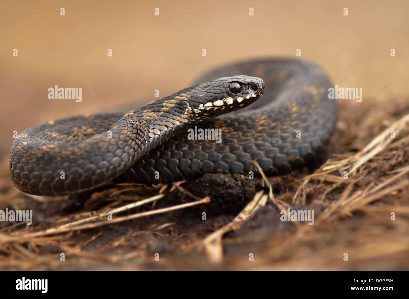 Common European Adder or Common European Viper (Vipera berus), male ...