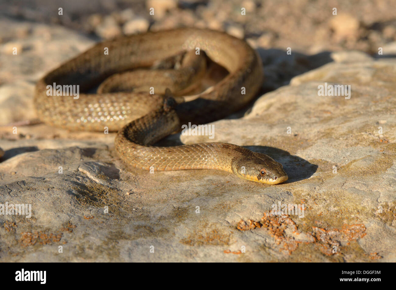 Snakes of spain hi-res stock photography and images - Alamy