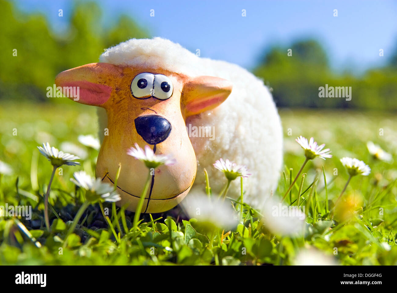 Close up shots of sheep hi-res stock photography and images - Alamy