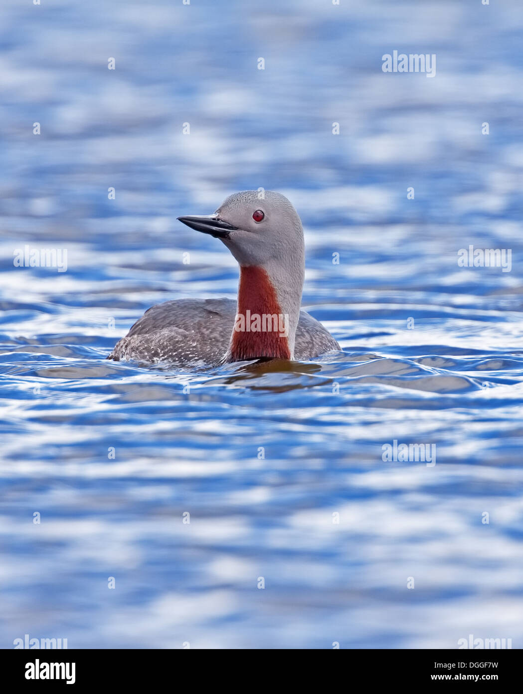 Red-throated Diver head on facing left breeding plumage Stock Photo - Alamy