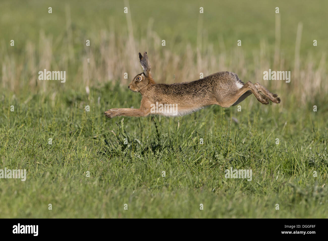 European Hare (Lepus europaeus) adult, running in grass field, Suffolk ...