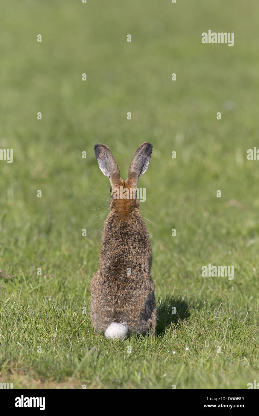 European Hare (Lepus europaeus) adult, rear view, sitting in grass ...