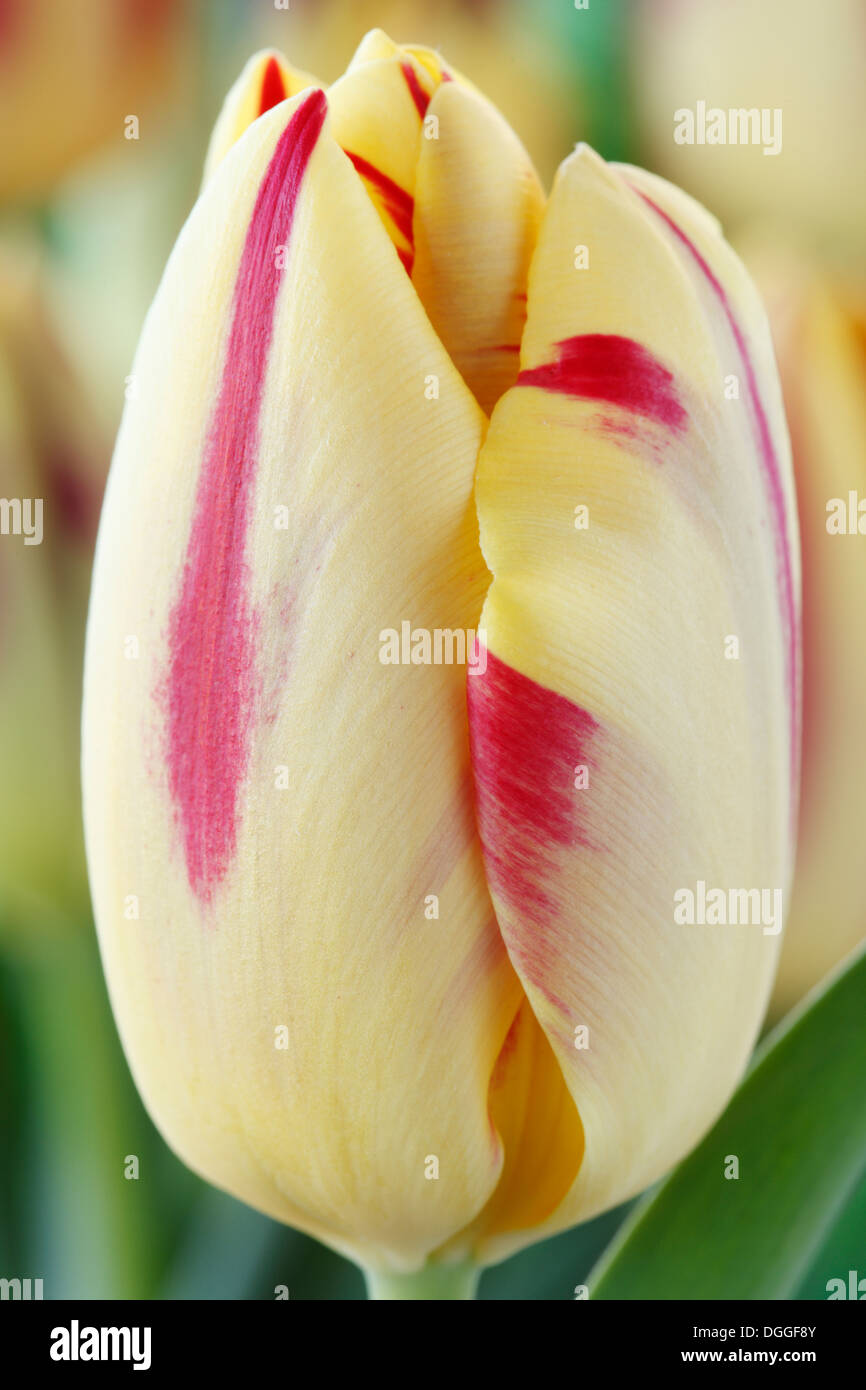Tulipa triumph helmar hi-res stock photography and images - Alamy