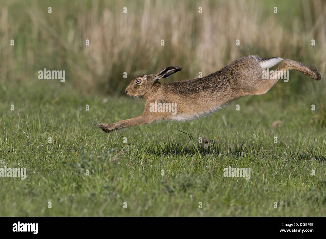 European Hare (Lepus europaeus) adult, running in grass field, Suffolk ...