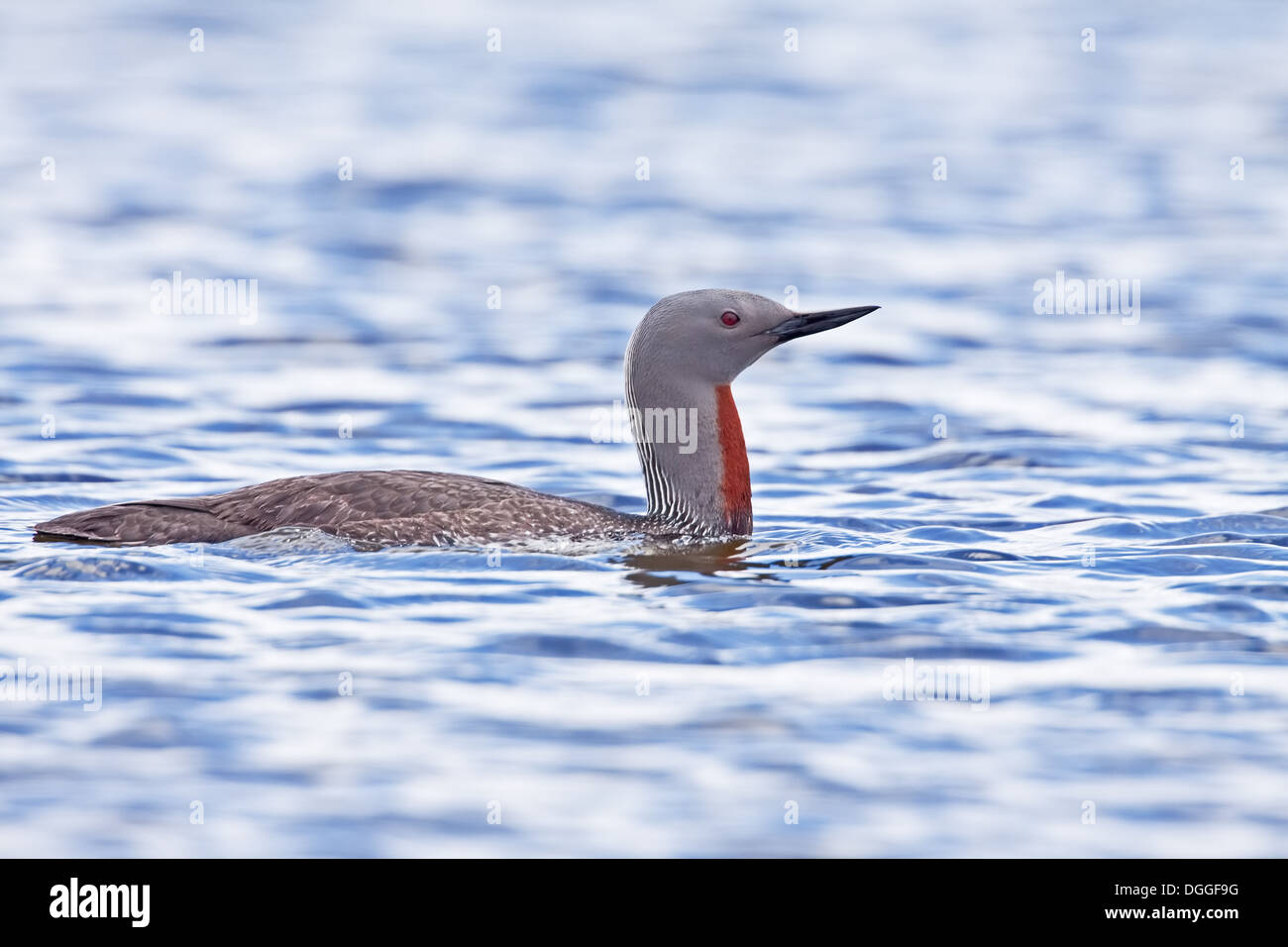 Breeding plumage red throated diver hi-res stock photography and images ...