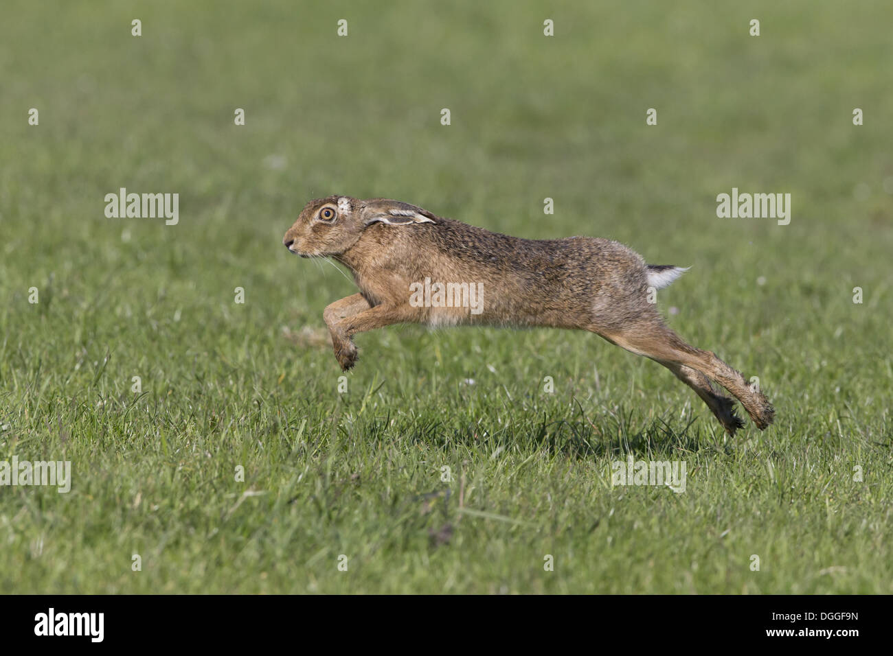 European Hare (Lepus europaeus) adult, running in grass field, Suffolk ...