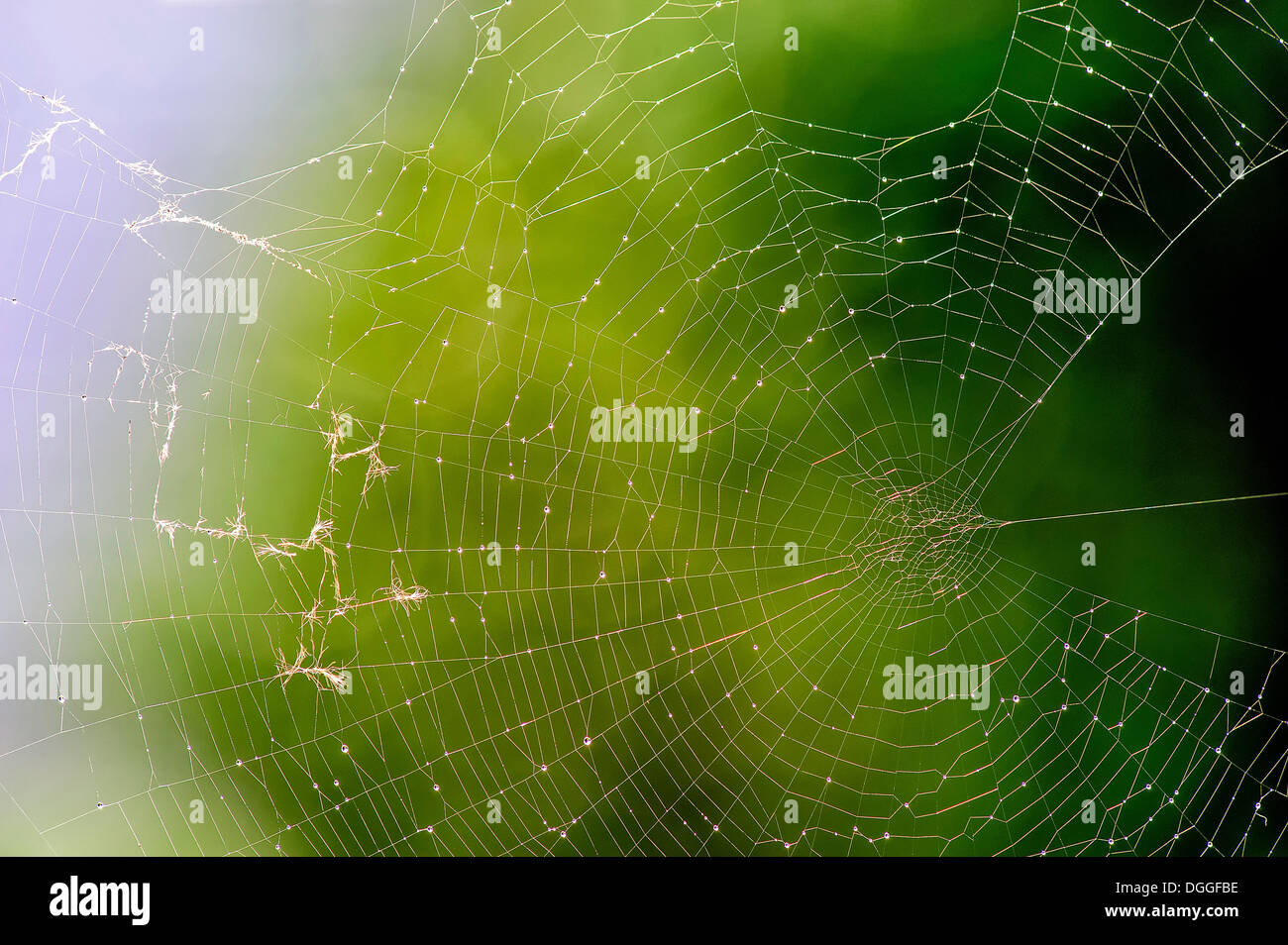 Damaged spider web broken hi-res stock photography and images - Alamy