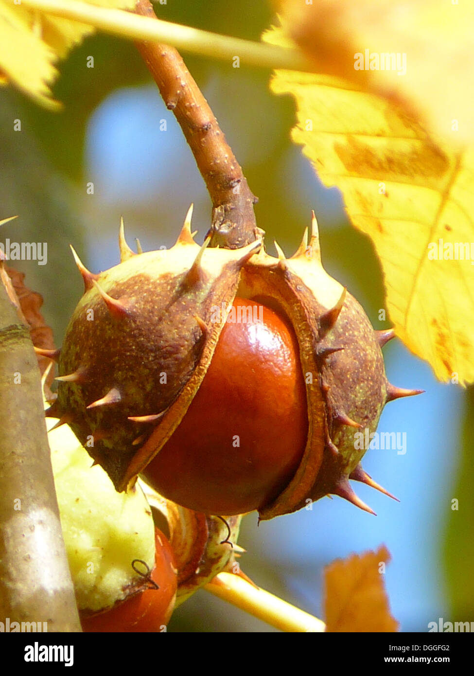 Chestnuts are the edible seeds from the chestnut tree, encased in a ...