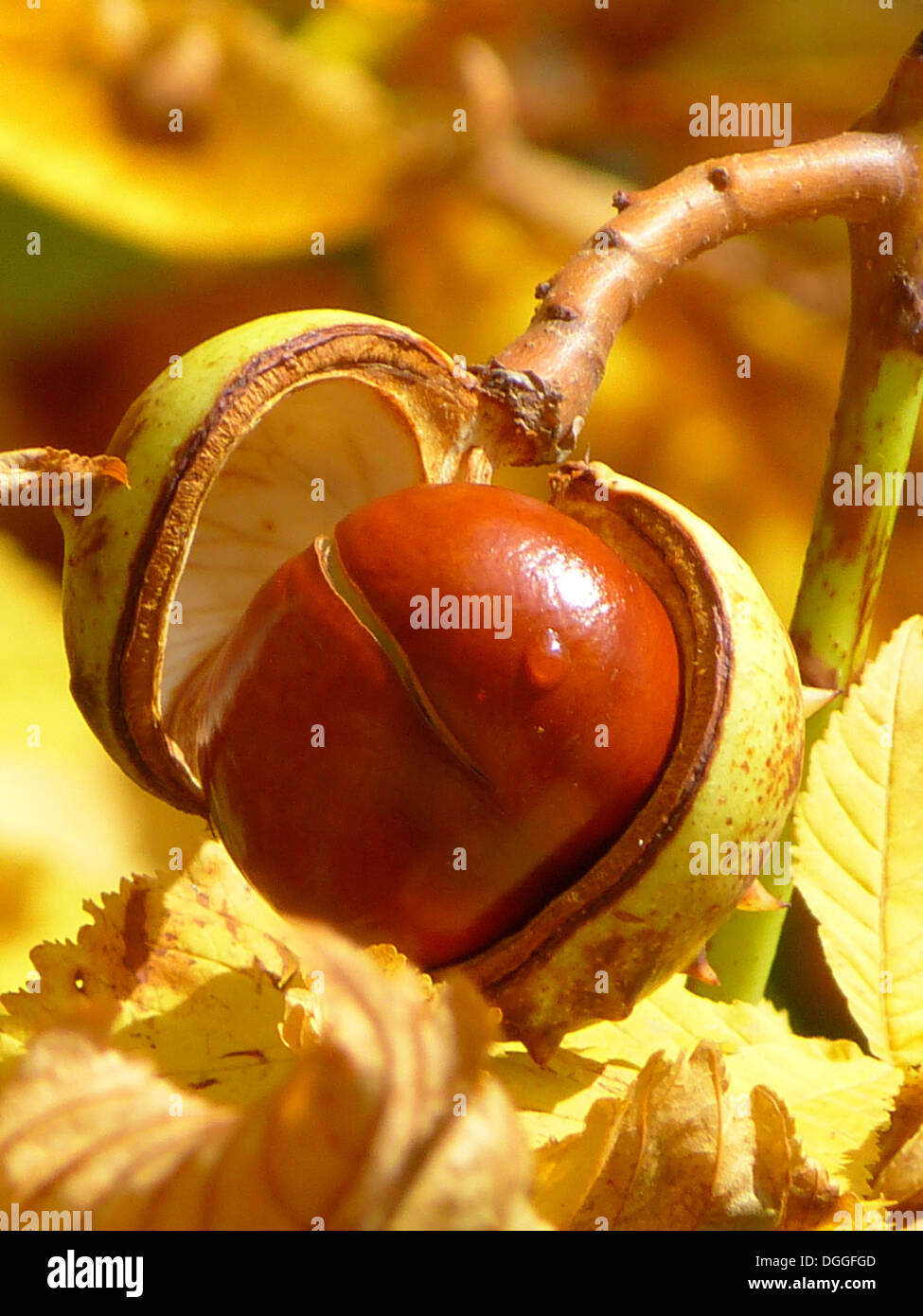 A brown chestnut fruit encased in a spiky shell lies on the ground ...