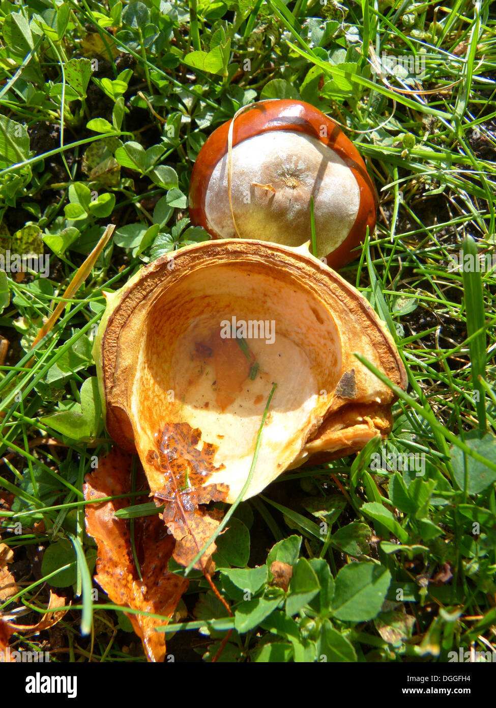 Chestnut in spiny shell hi-res stock photography and images - Alamy