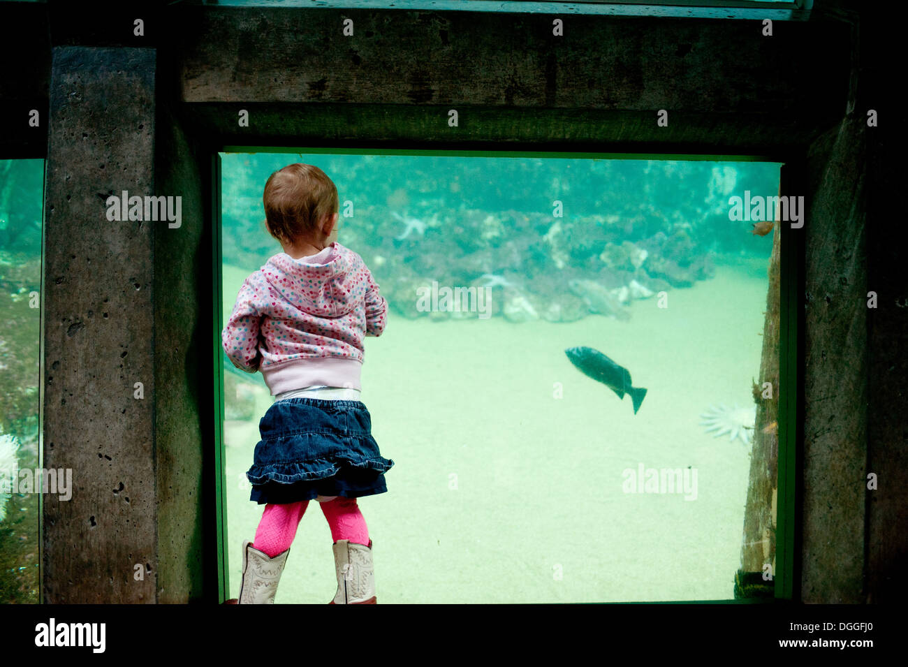 Fish looking up hi-res stock photography and images - Alamy