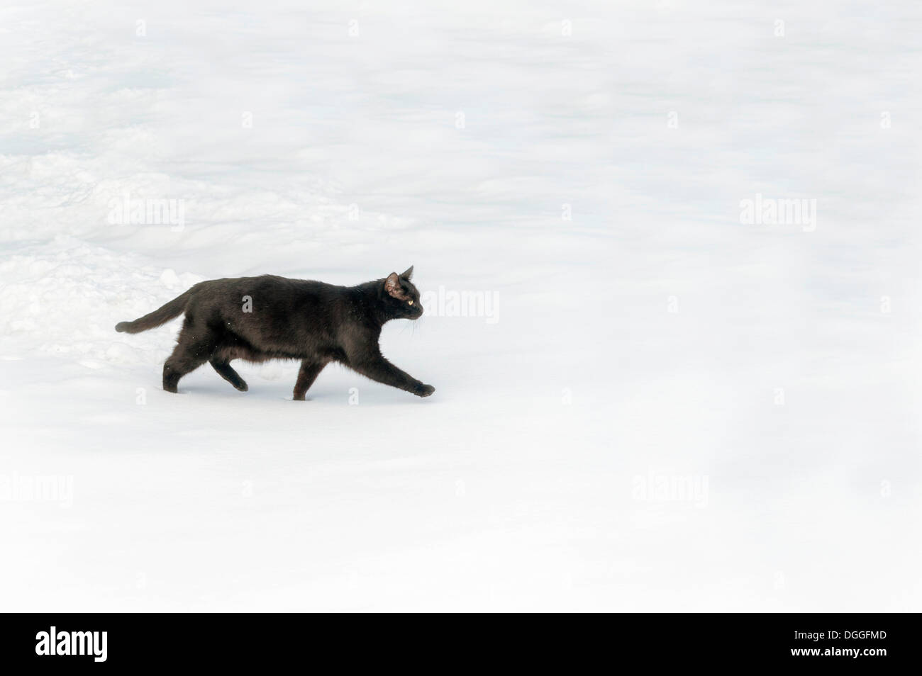 Black Cat Walking Across Path