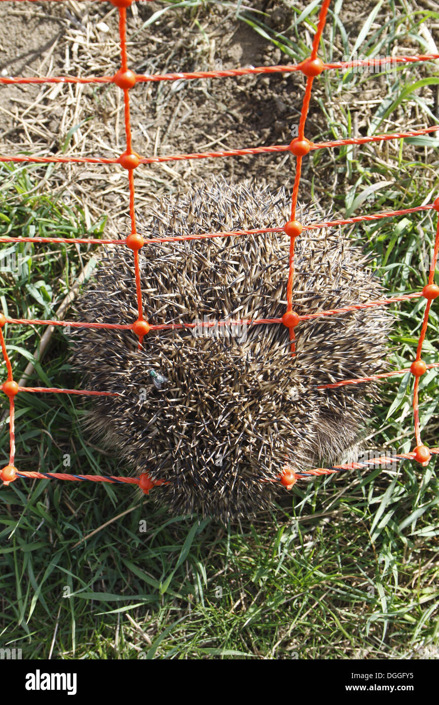 European Hedgehog (Erinaceus europaeus) dead adult trapped in electric ...