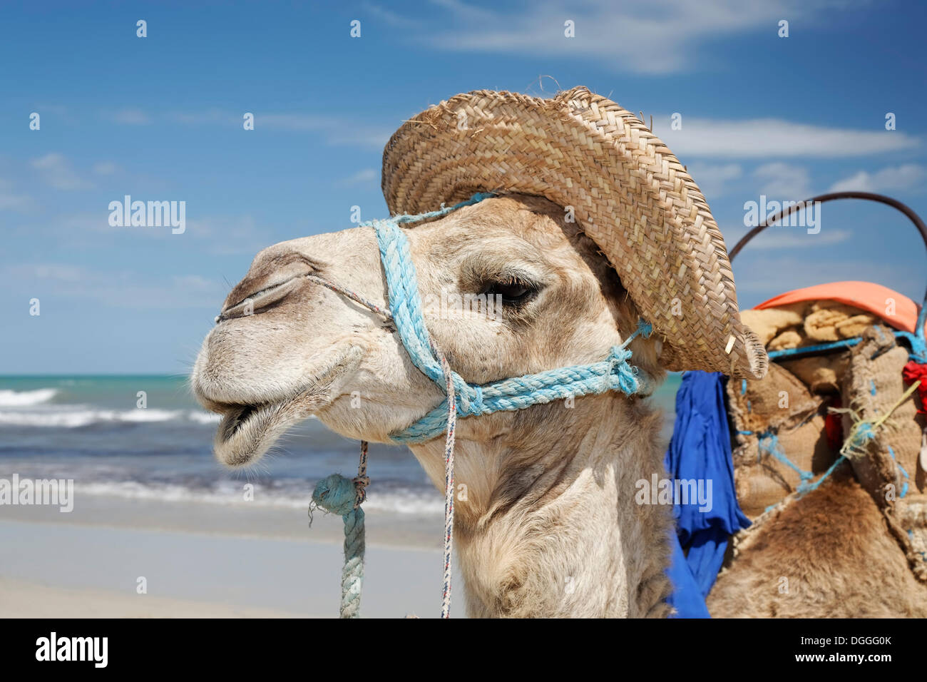 Camel djerba tunisia africa hi-res stock photography and images - Alamy