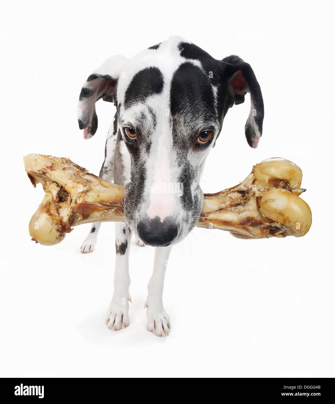 Large dog bone hi-res stock photography and images - Alamy