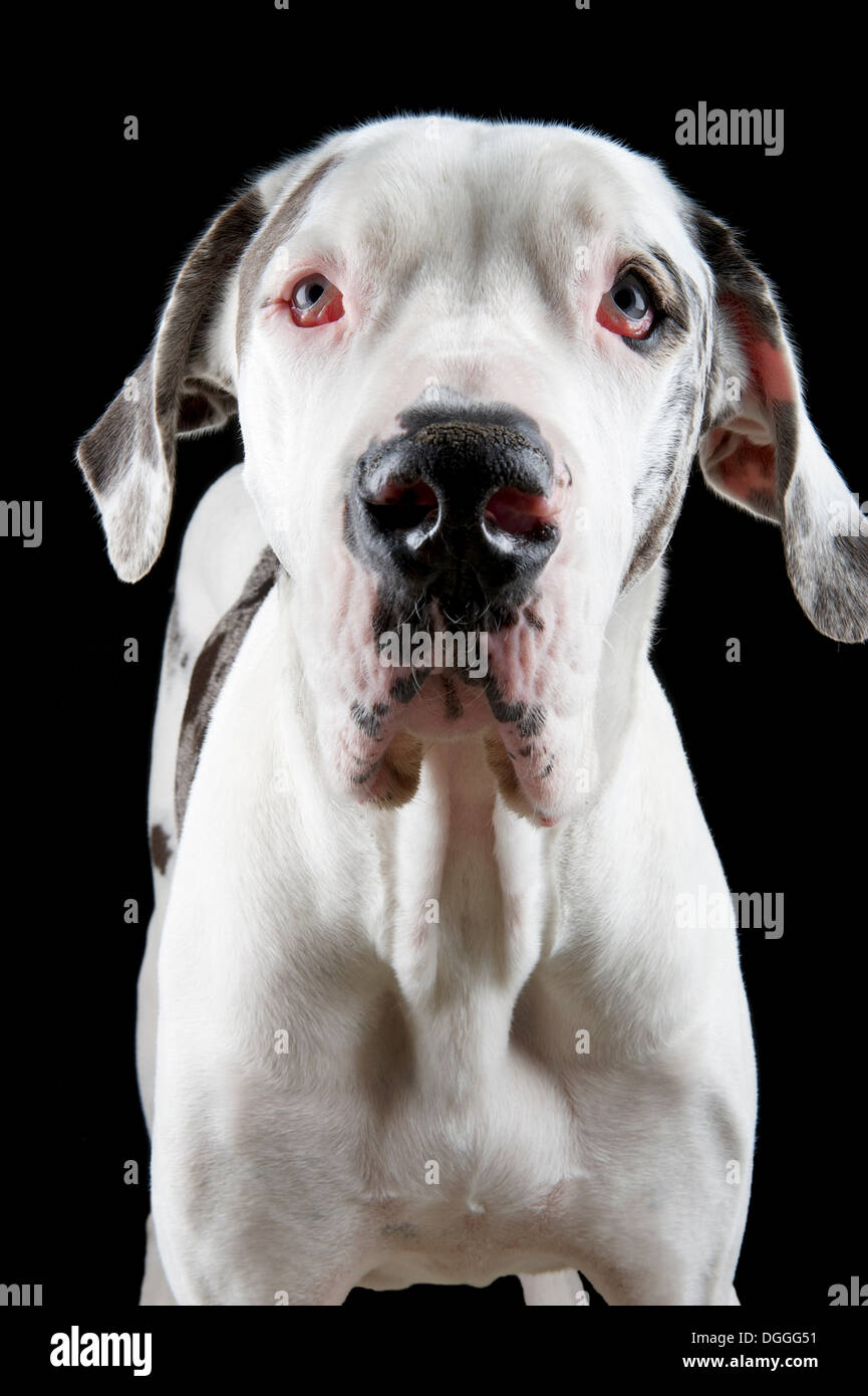 Studio portrait of great dane Stock Photo - Alamy