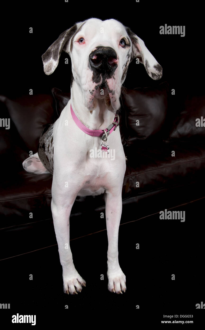 Stand Stands Back Legs High Resolution Stock Photography and Images - Alamy