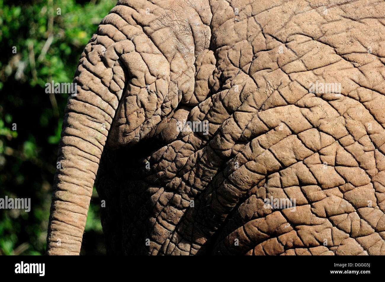 Close-up detail of African Elephant hide or skin Stock Photo - Alamy