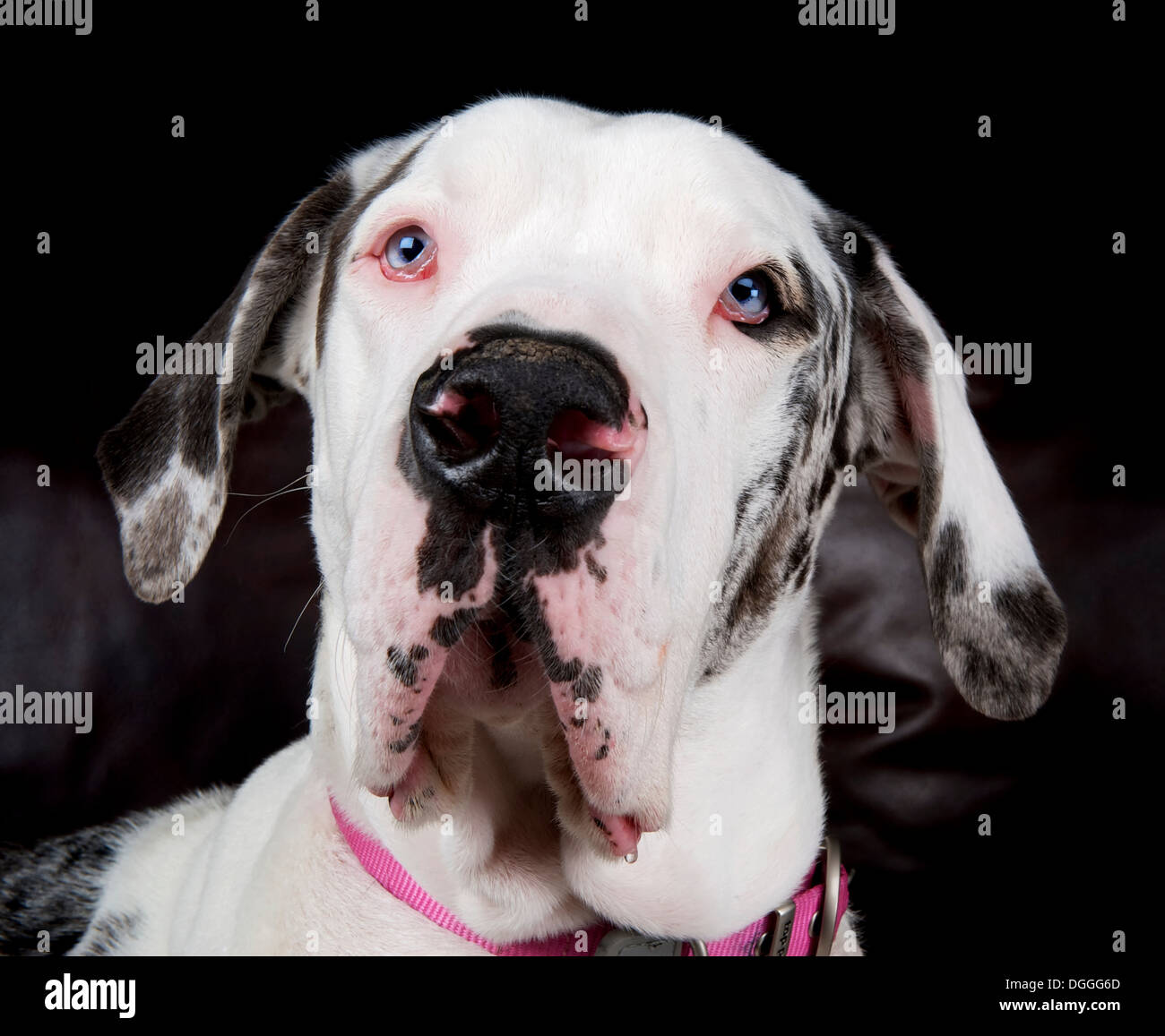 Close up studio portrait of great dane Stock Photo - Alamy