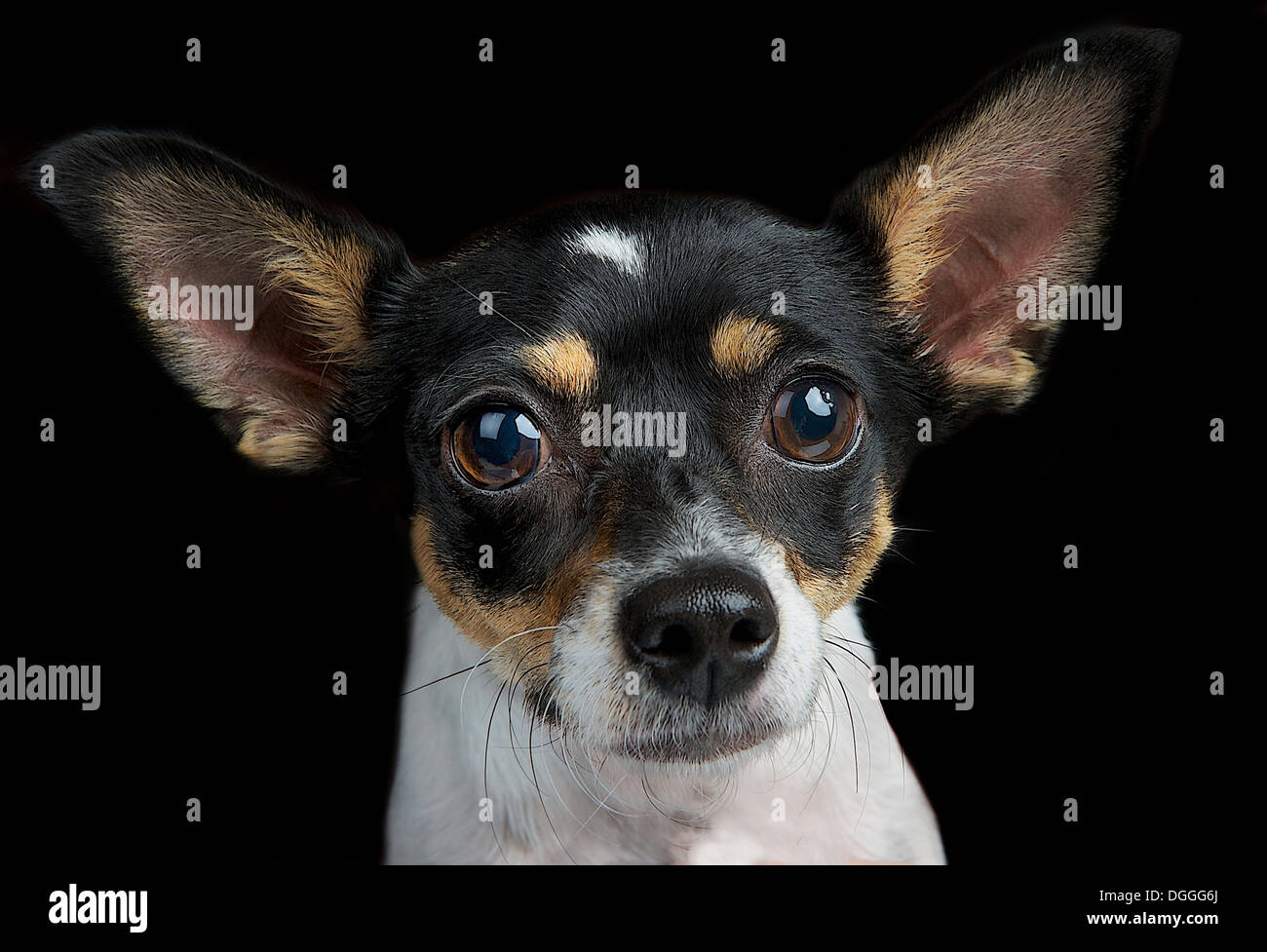 Toy terrier hi-res stock photography and images - Alamy